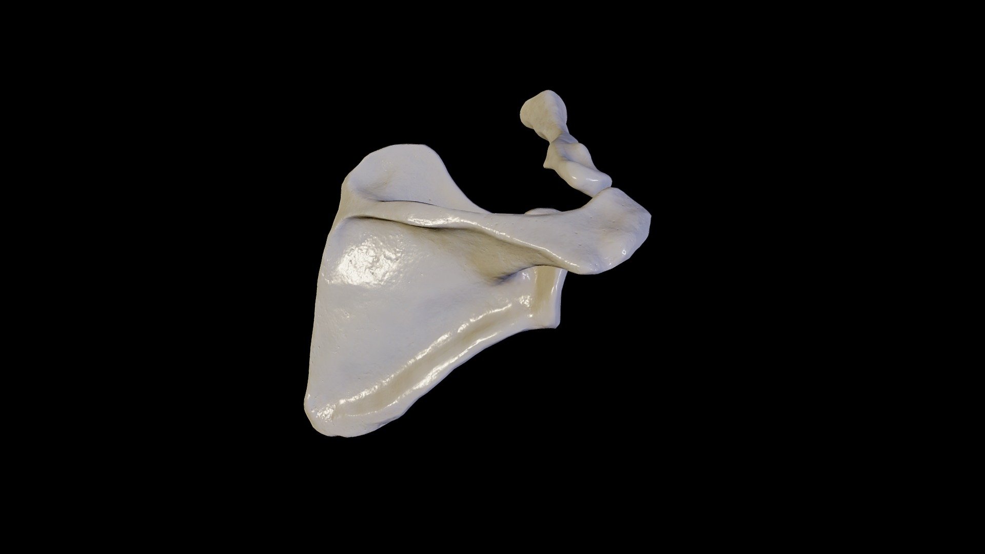 both - 3D model by Jekabz (@Animo3dim) [ff1bc73] - Sketchfab
