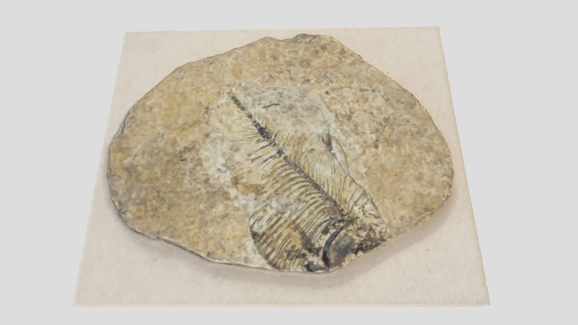 Fish Fossil - Download Free 3D model by CrowsEpicScans [ff1e877 ...
