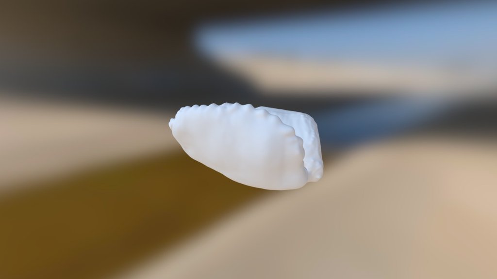 Concha - 3D model by jamille.cavalcante [ff1f8dd] - Sketchfab