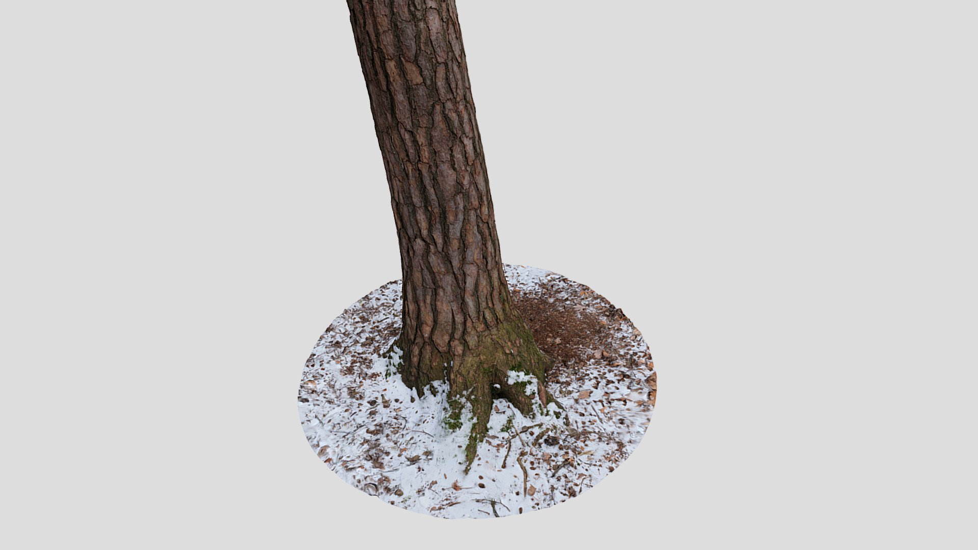 Tree winter scan 8k 017 - Buy Royalty Free 3D model by immerge [ff242e7 ...