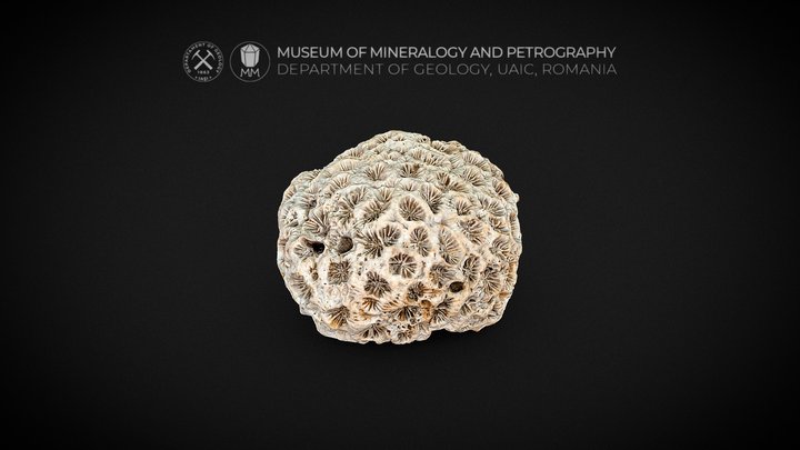 Coral-reef 3D models - Sketchfab