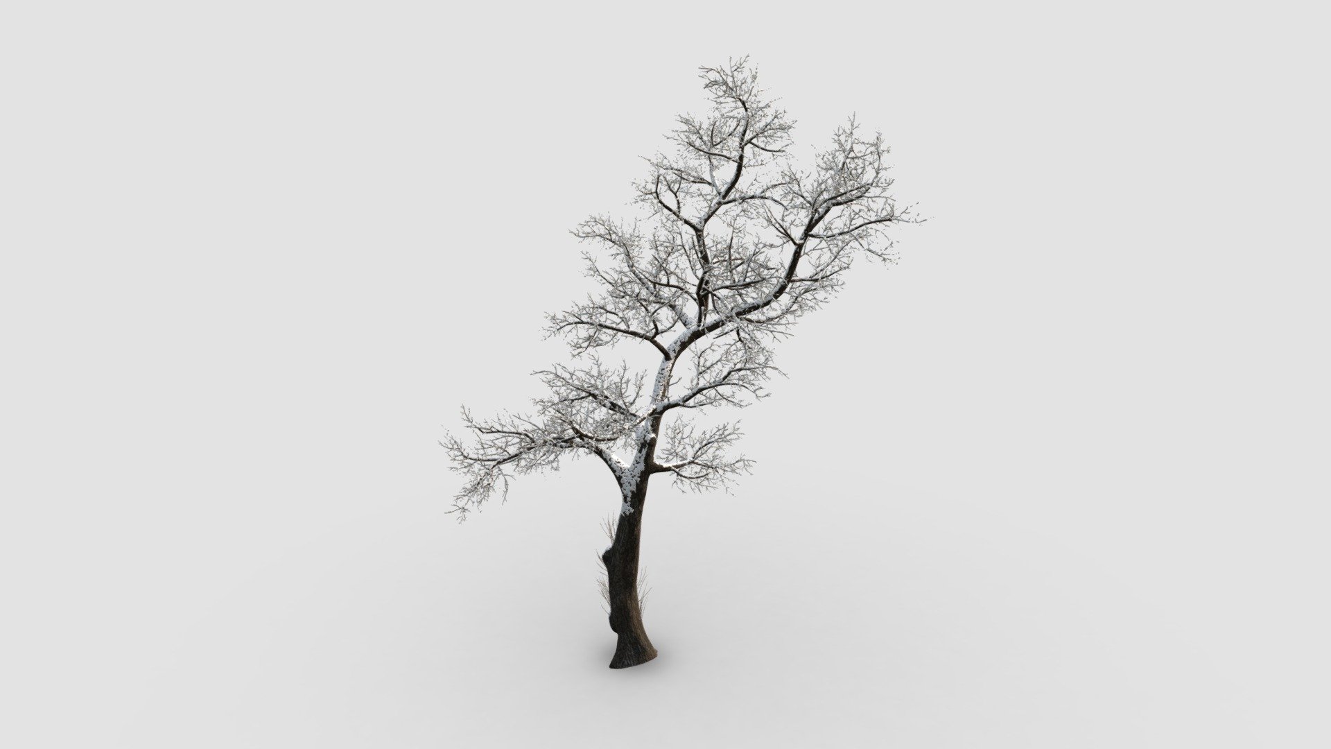 locust tree - Buy Royalty Free 3D model by Evermotion [ff28cf8 ...