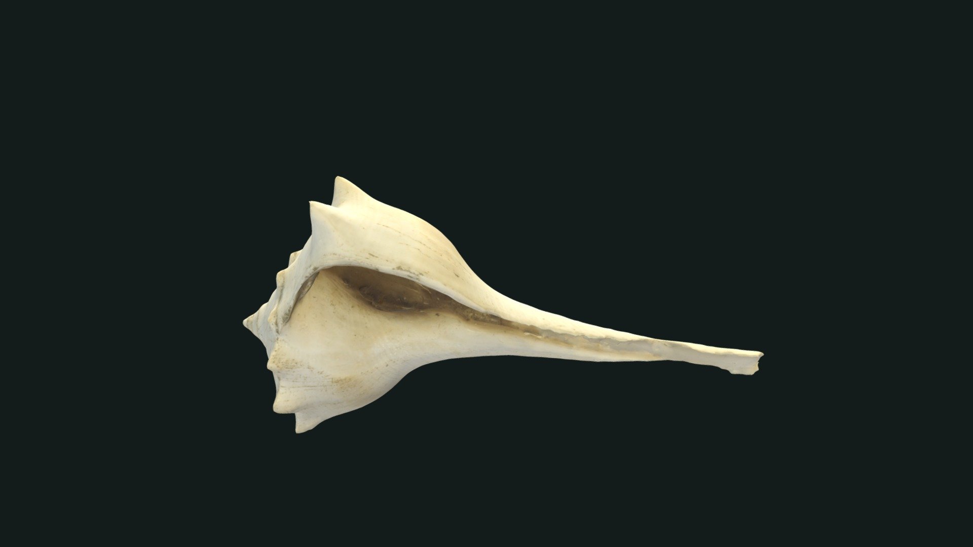Busycon sicyoides - Download Free 3D model by Shellie Luallin ...
