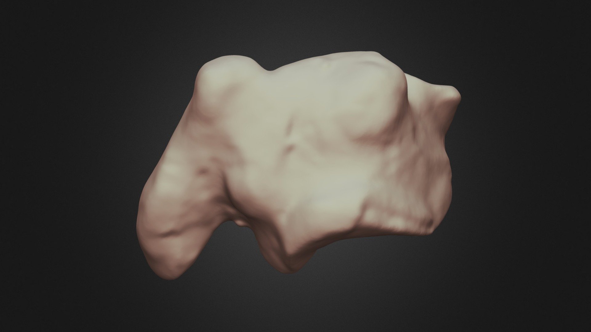 Odocoileus virginianus (Deer) Carpal - 3D model by Lakehead ...