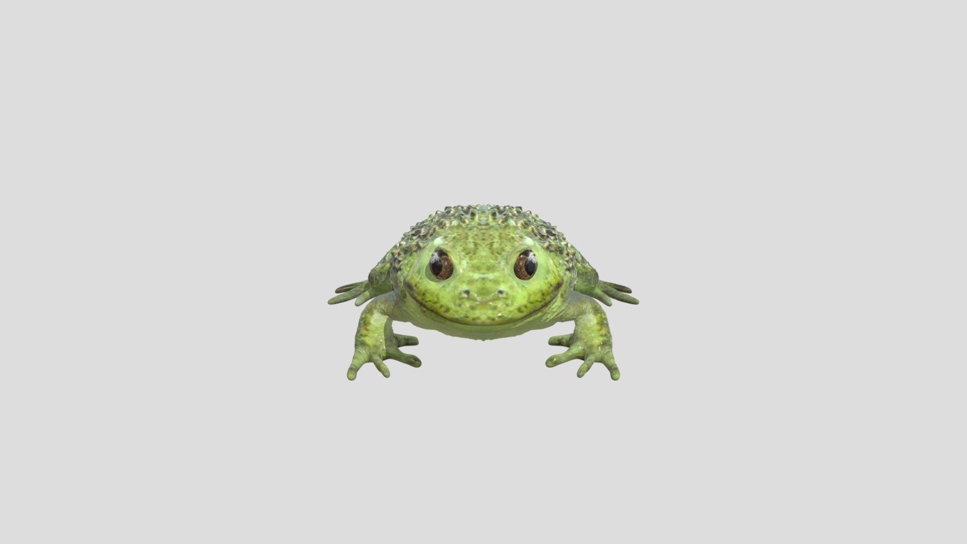 Rana Chilena - 3D model by federica.teodori [ff404a6] - Sketchfab