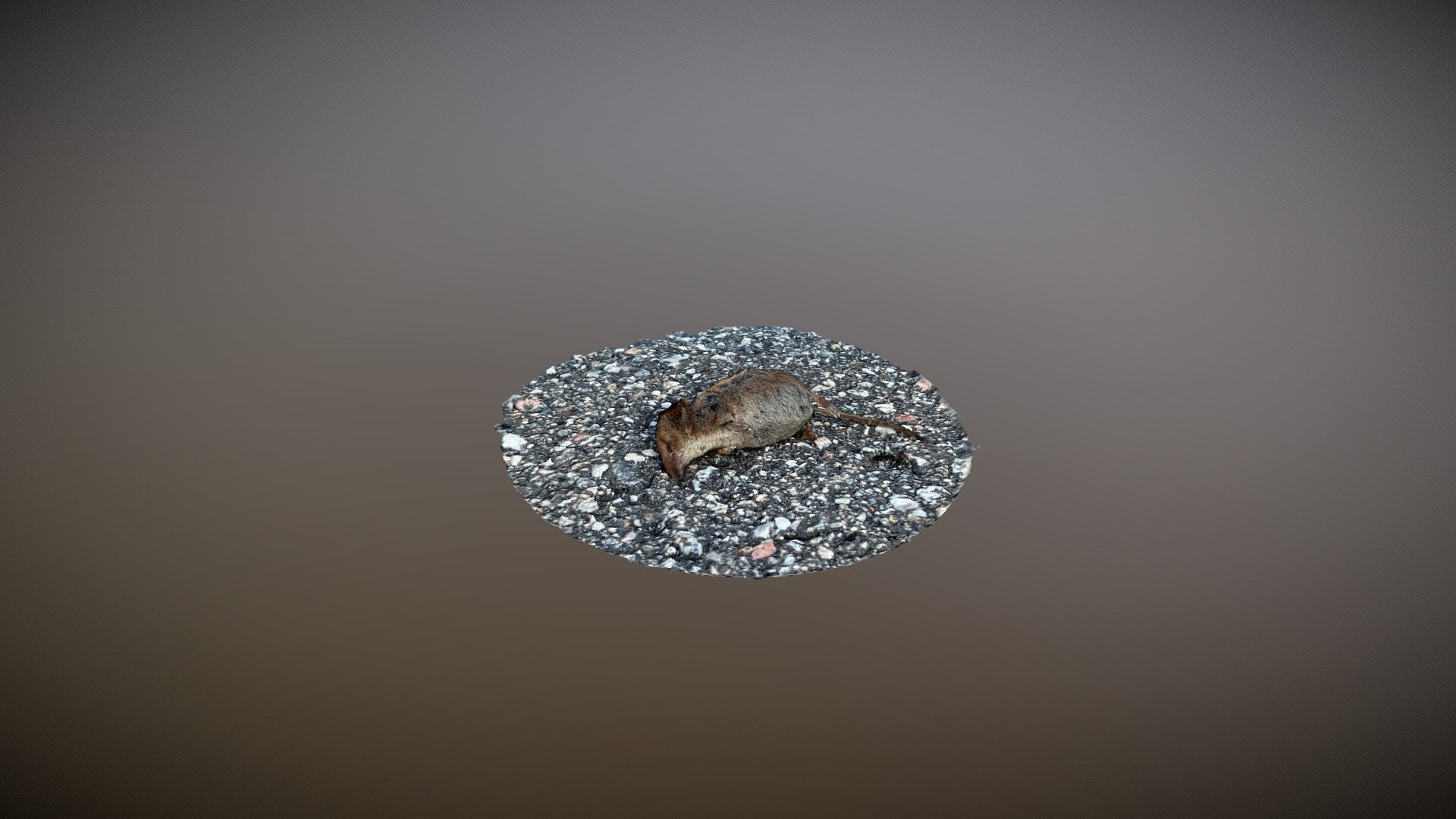 Dead Mouse - Download Free 3D model by haukurtg [ff48ca9] - Sketchfab