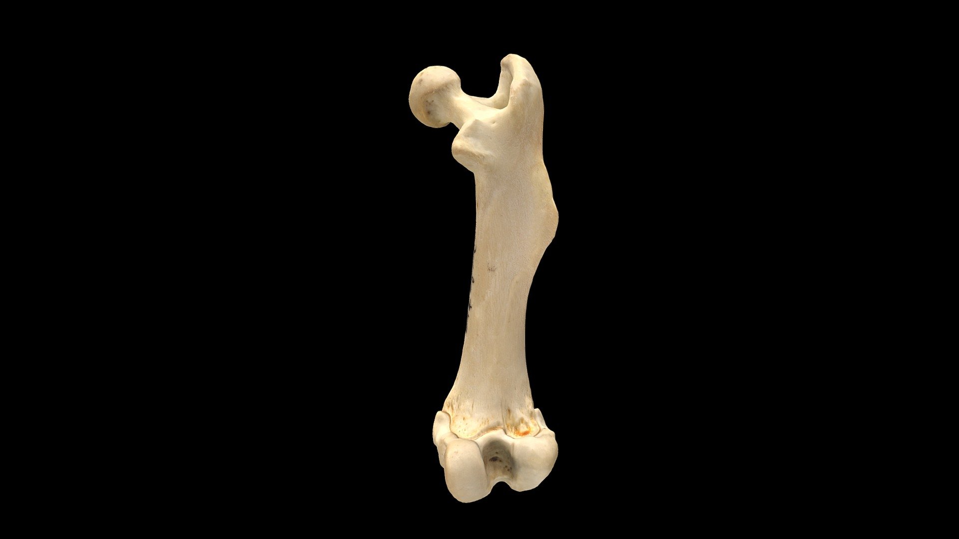 Muskrat (Ondatra zibethicus), Right Femur - 3D model by UWLzooarch ...