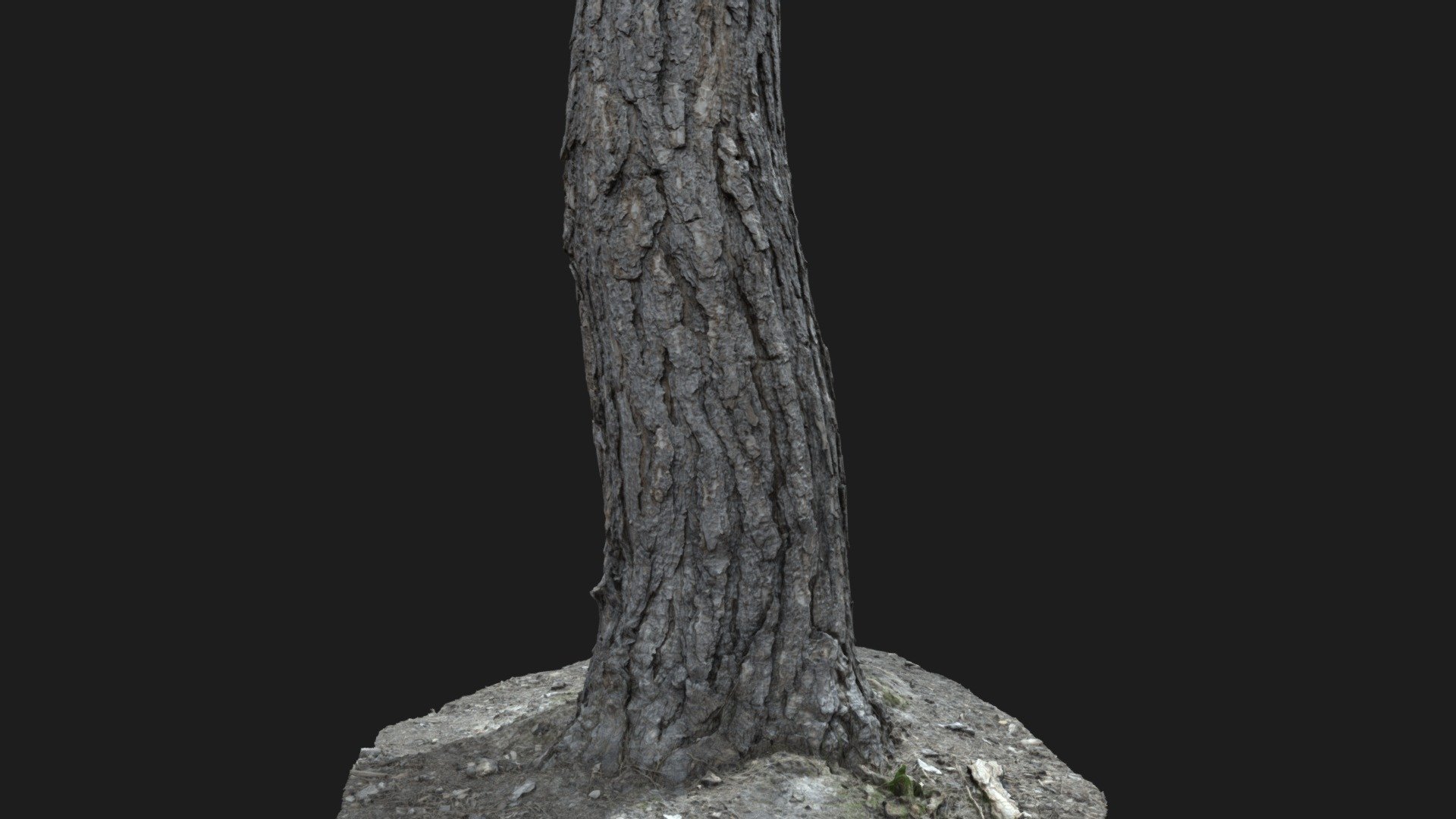 Tree Trunk Scan - Buy Royalty Free 3D model by Adam Taylor (@taylor96 ...