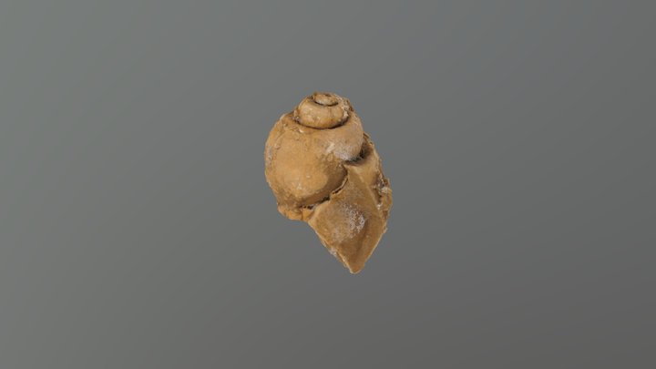 Steinkern 3D models - Sketchfab