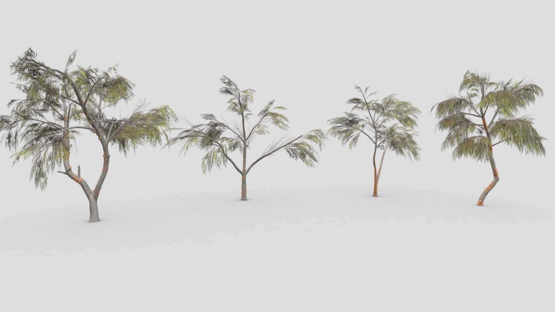 Eucalyptus Tree- Pack- 03 - Buy Royalty Free 3D model by ASMA3D ...