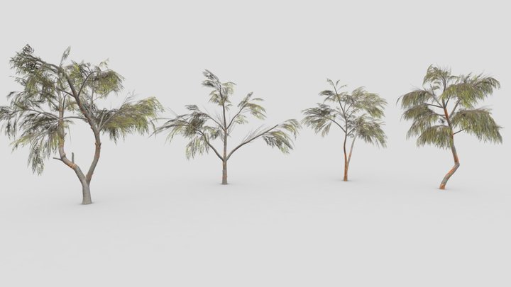 Eucalyptus-3dpack 3D models - Sketchfab