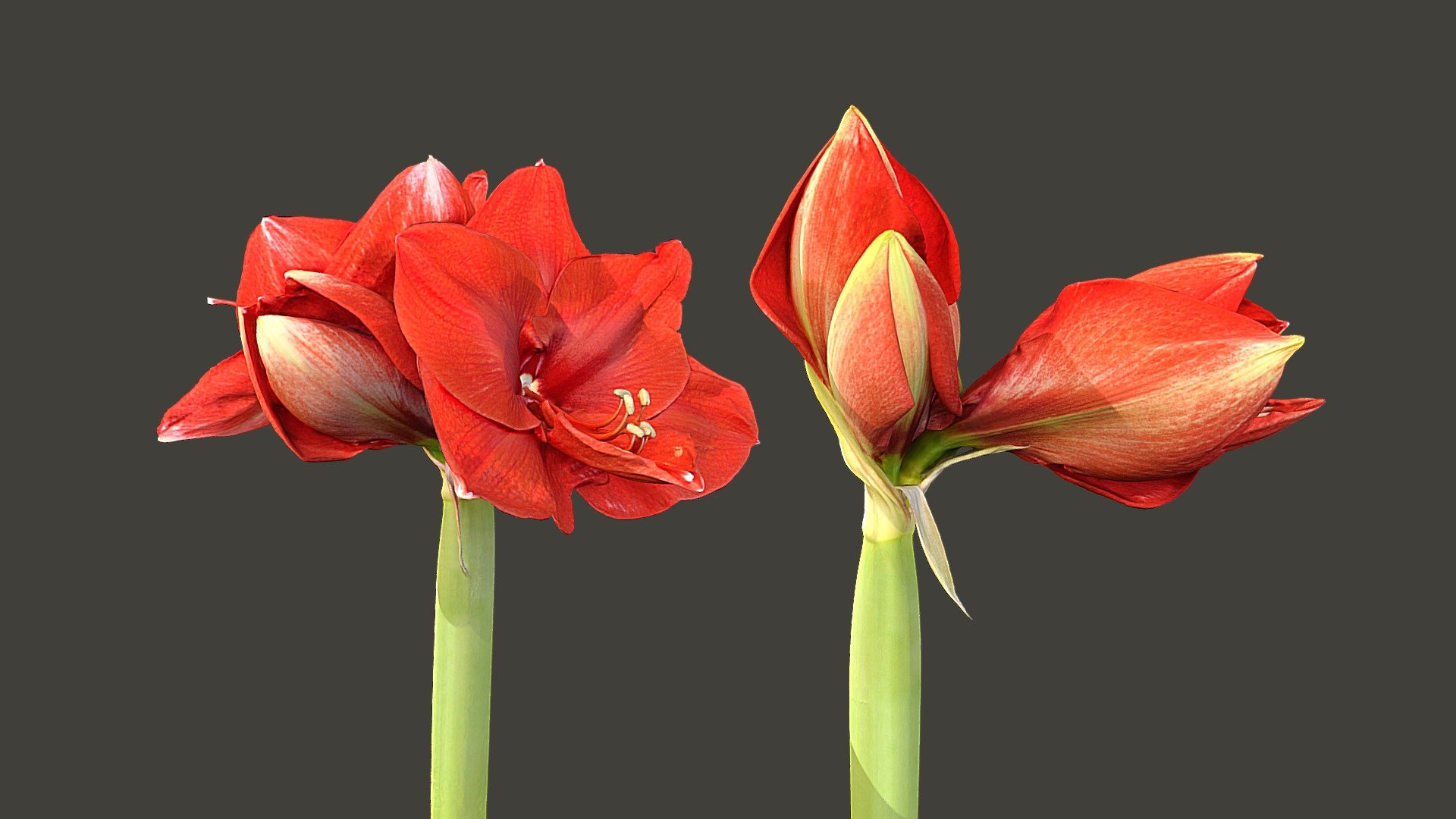 Amaryllis Belladonna - Buy Royalty Free 3D model by Lassi Kaukonen ...