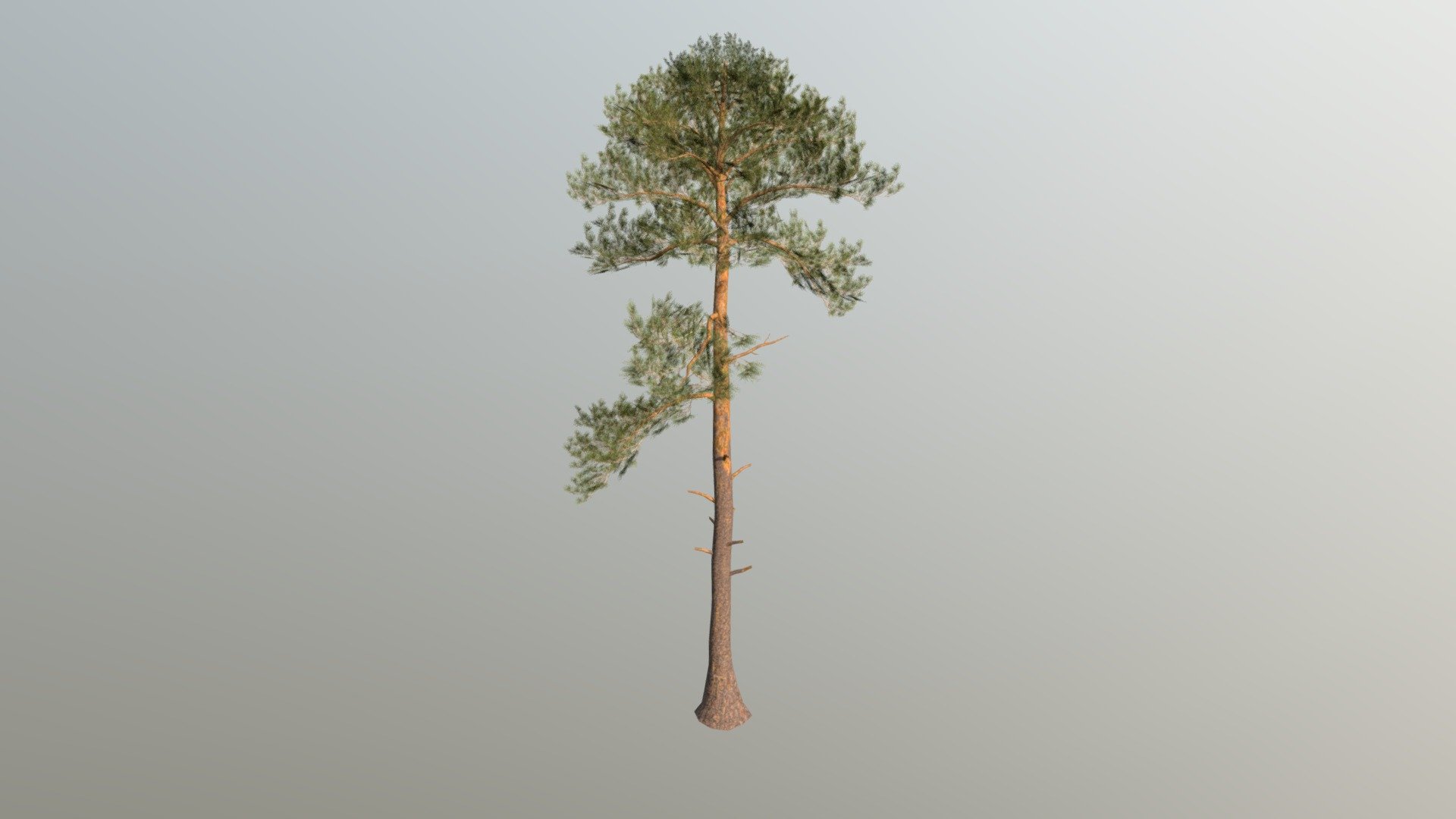 Pine Tree - 3D model by High Quality Work (@Varleyhal) [ff7580f ...