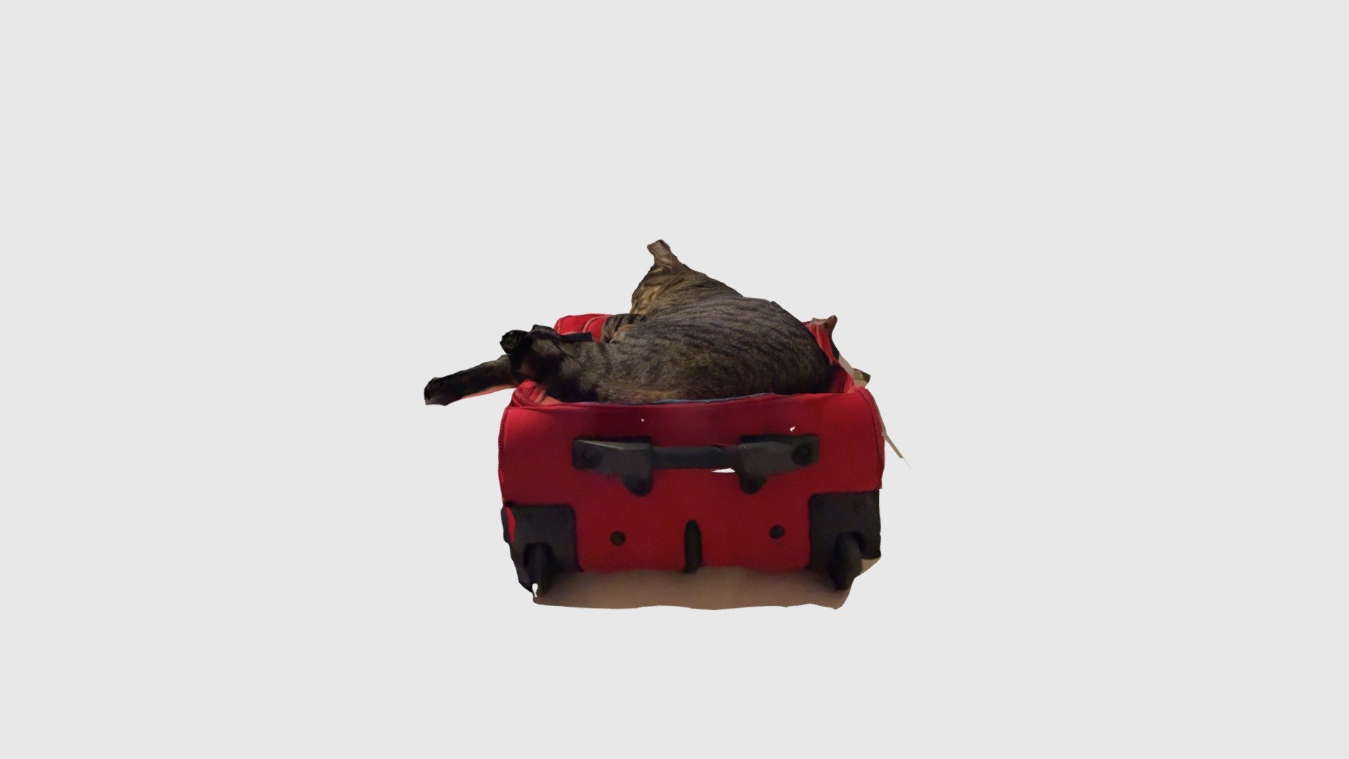 Cat - Download Free 3D model by FRNKart [ff76cbb] - Sketchfab