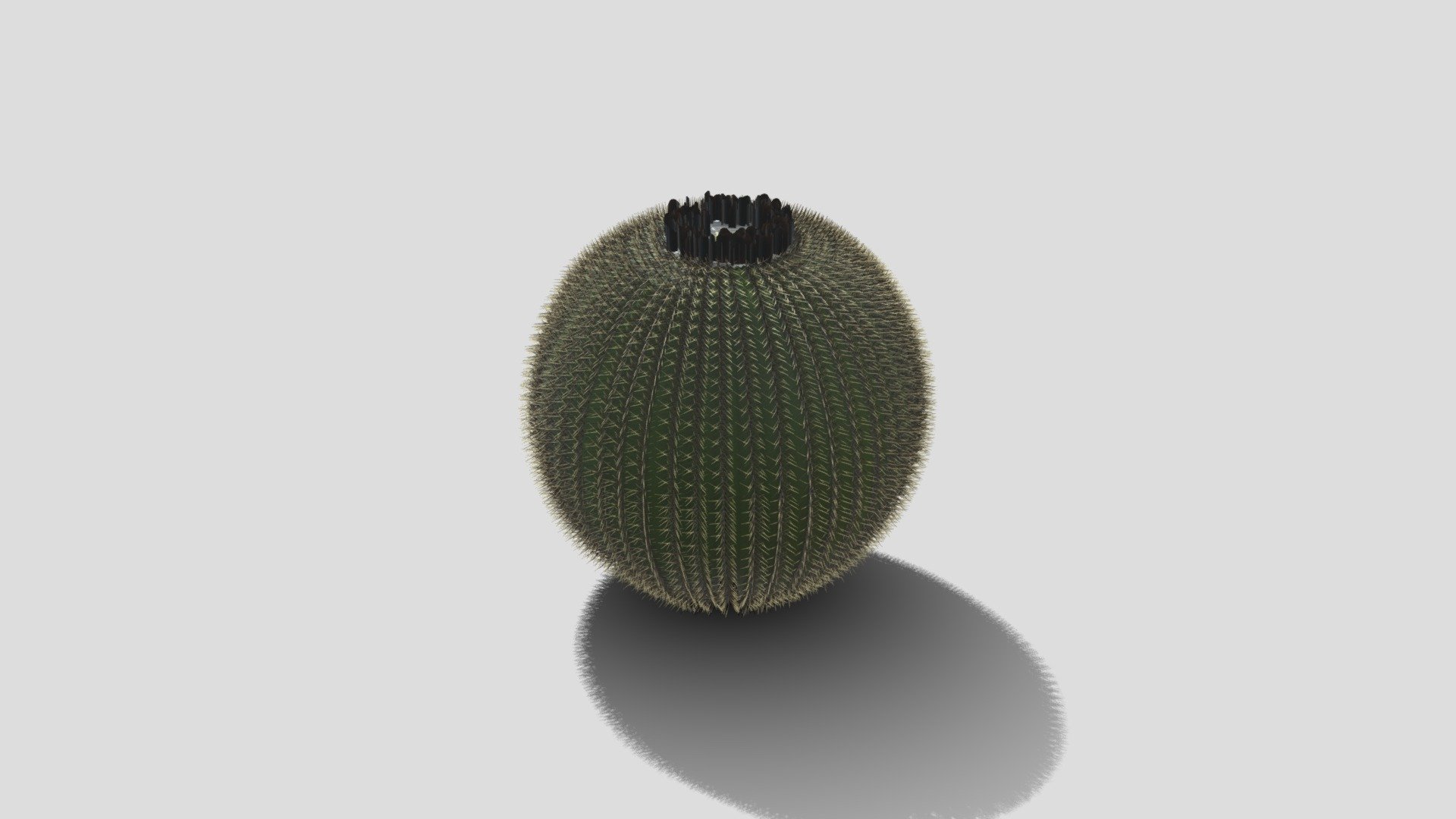 the desert plant kit cactus 2 - 3D model by ssheikh11 [ff7a952] - Sketchfab