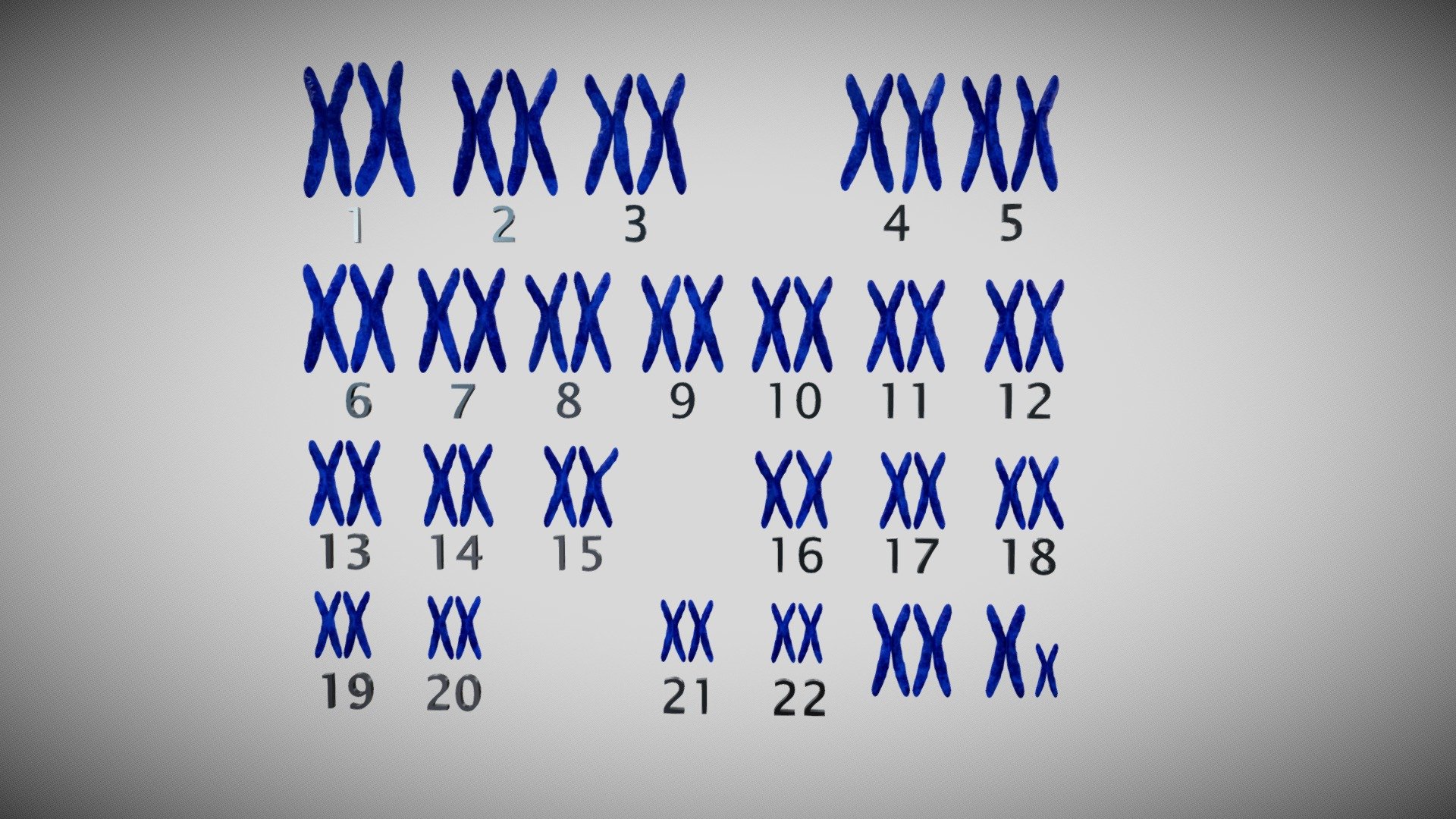 Karyotype - Buy Royalty Free 3D model by Ebers [ff7d40c] - Sketchfab Store