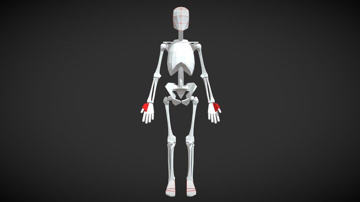 Female-skeleton 3D models - Sketchfab