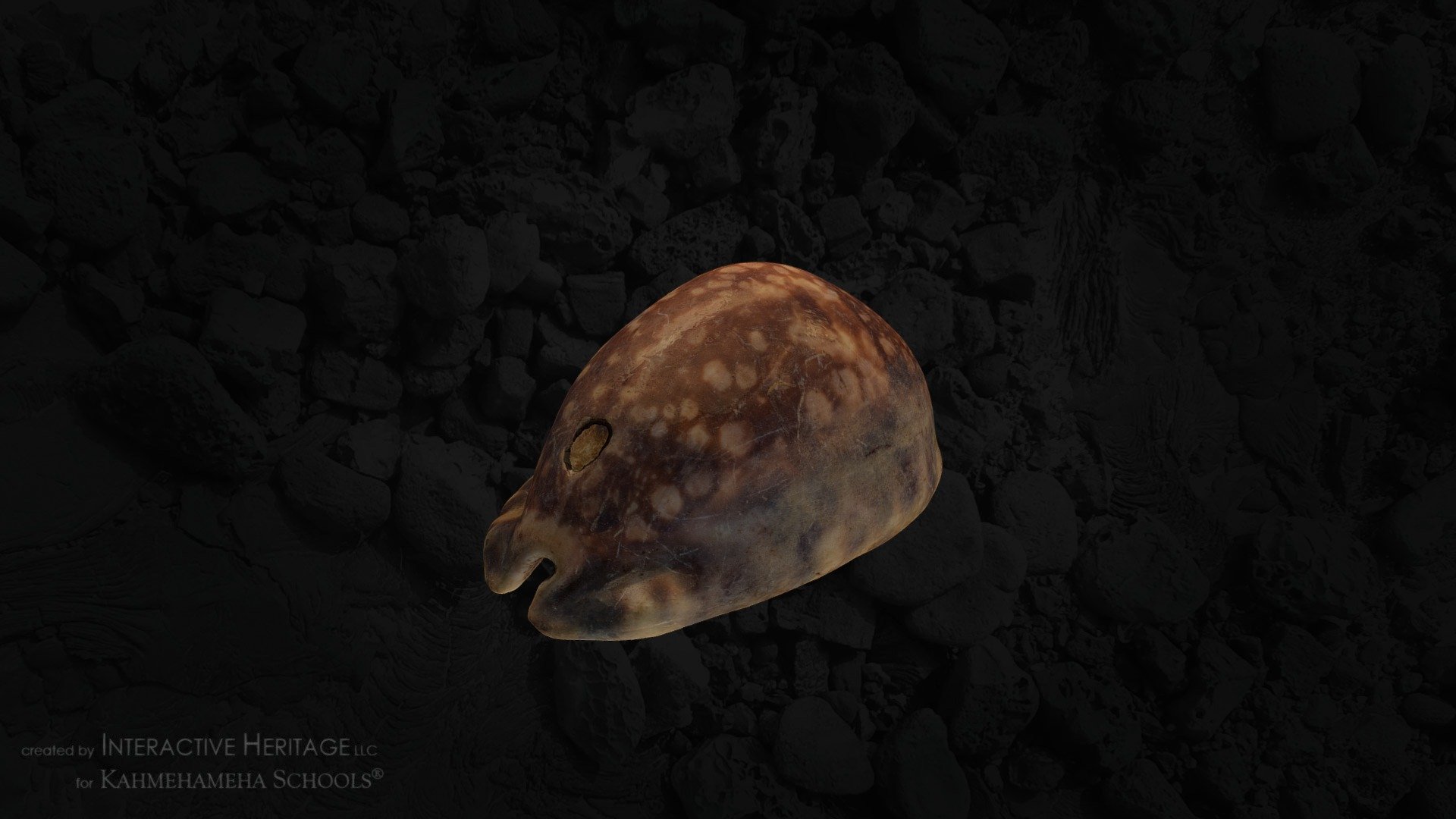 Leho - Cowry Shell Lure (VB19-1233) - 3D model by interactiveheritage ...