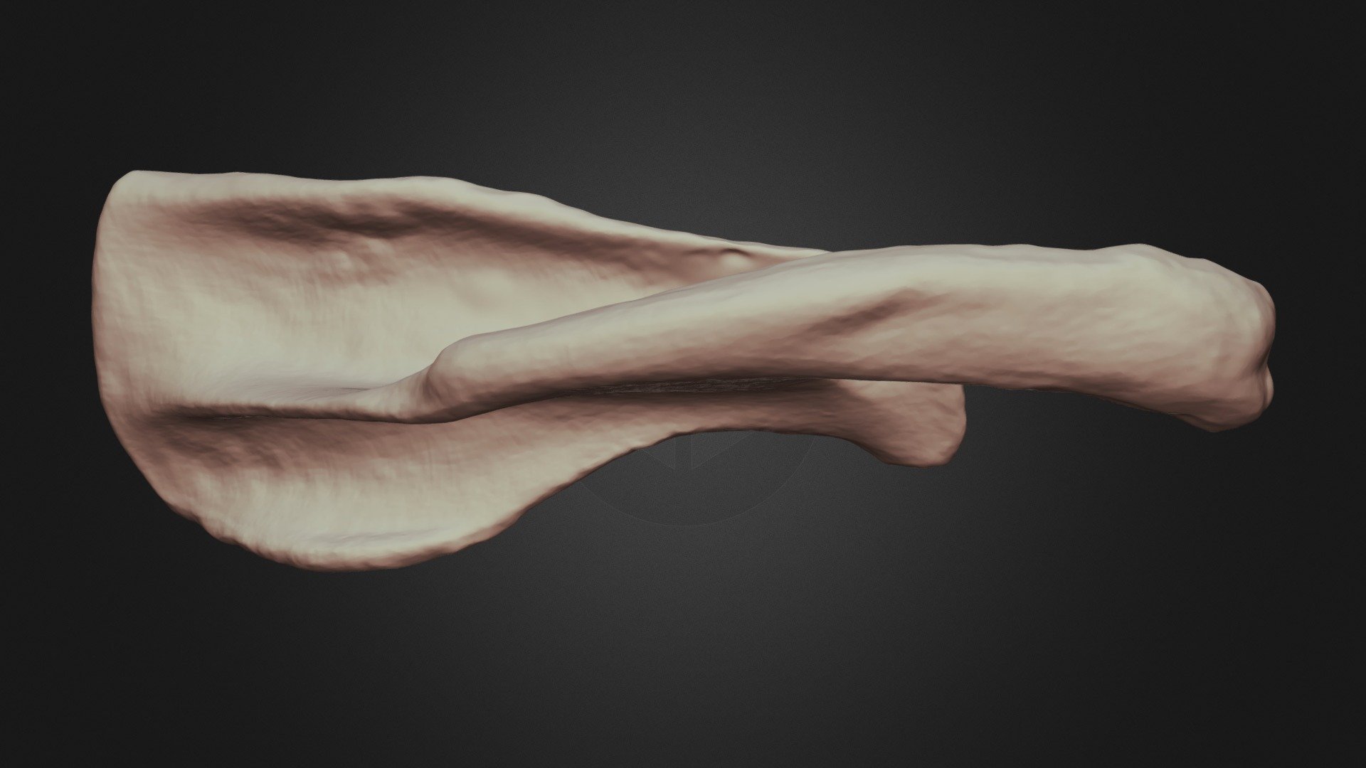 E-3-5-17 BEAVER LEFT SCAPULA - 3D model by Lakehead Anthropology ...