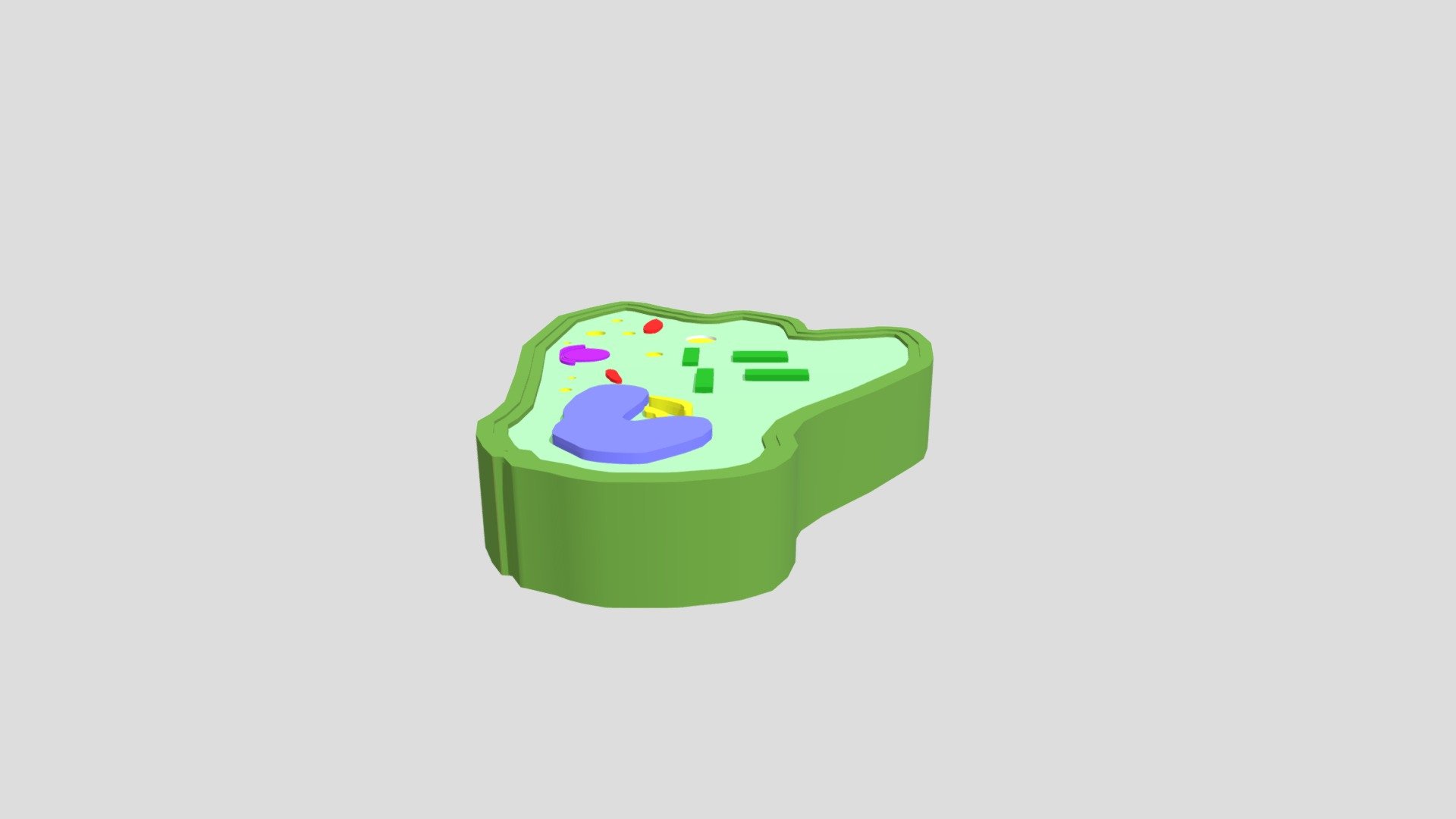 Plant Cell - 3D model by hkhodzhumyan [ff92e13] - Sketchfab