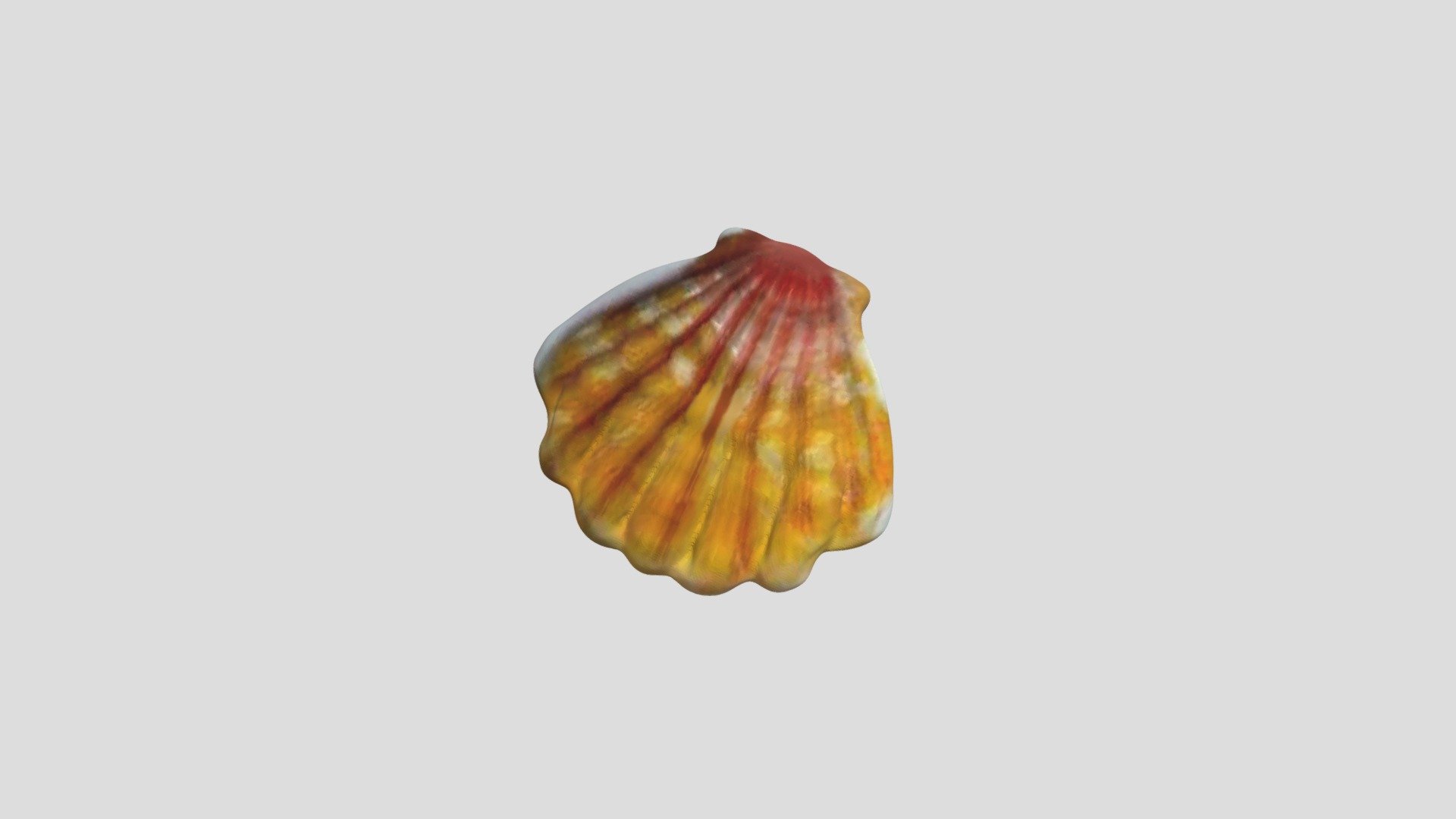 My Shell - 3D model by izzy808 [ff96248] - Sketchfab