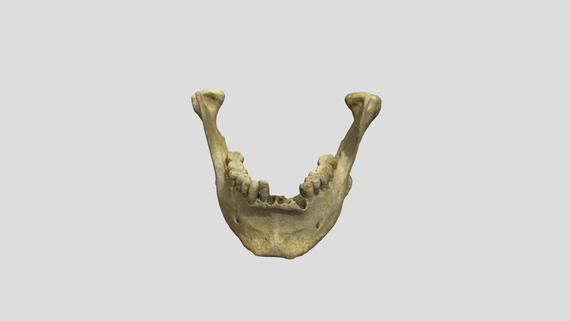 Mandible_1 - 3D model by Department of anthopology, MUNI (@anthropology ...