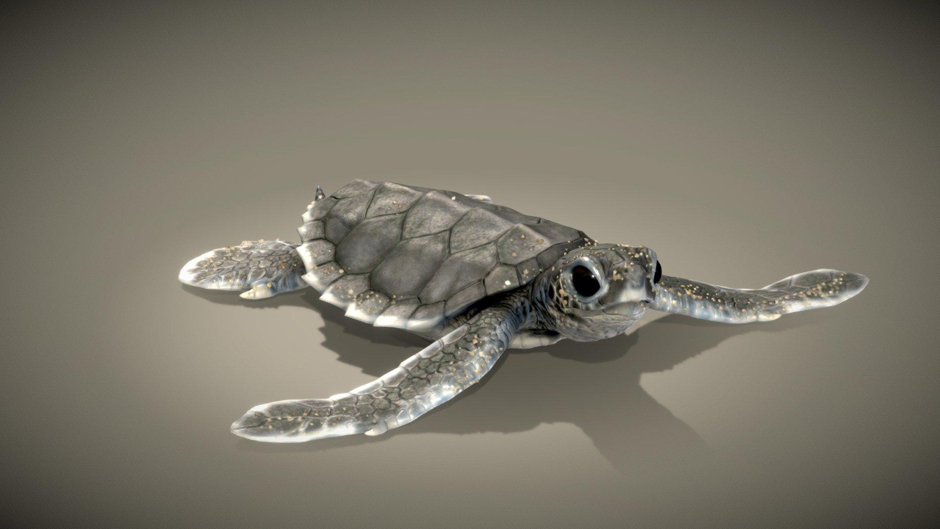 Baby Green Sea Turtle ( Hatching ) - 3D model by Nestaeric [ff9d331 ...