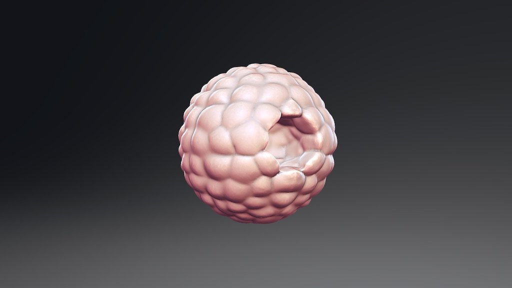 Human Embryo 2 Week - 3D model by aellis43 [ffa1830] - Sketchfab