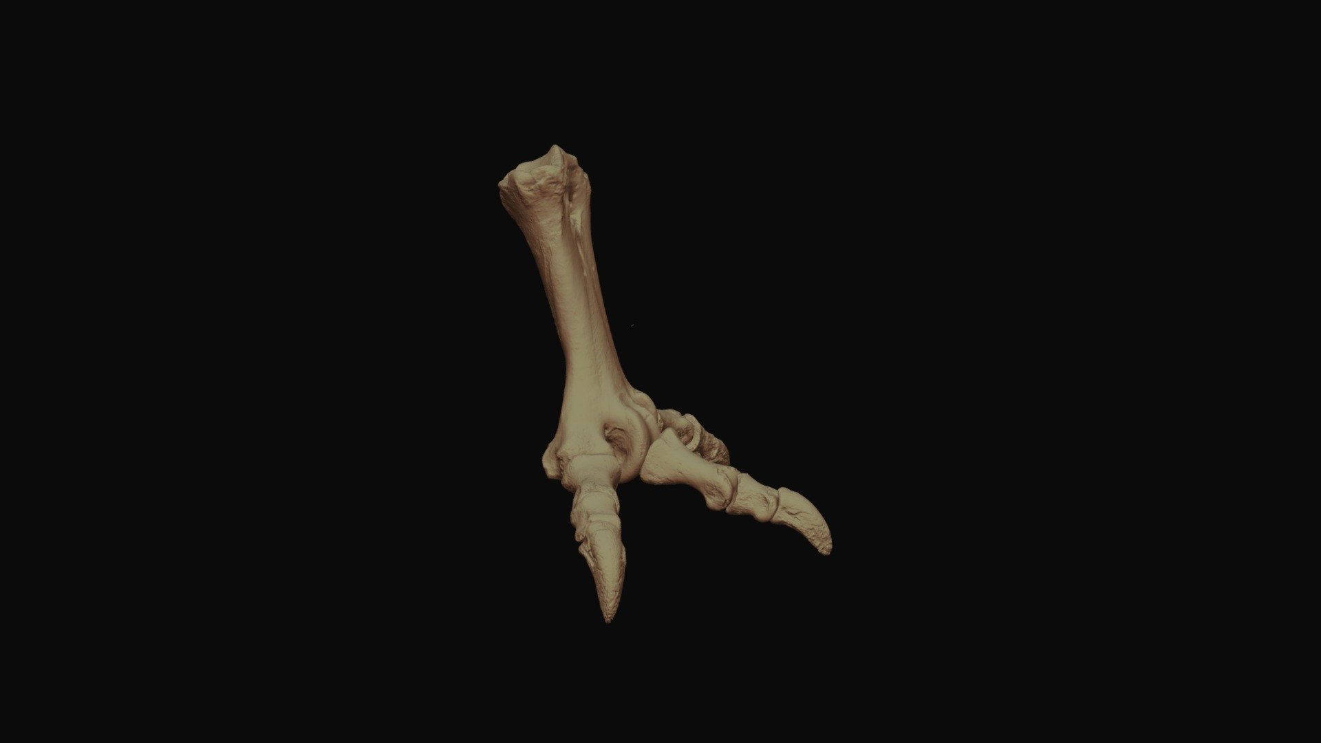 Moa Foot - Download Free 3D model by Scarborough Museums and Galleries ...
