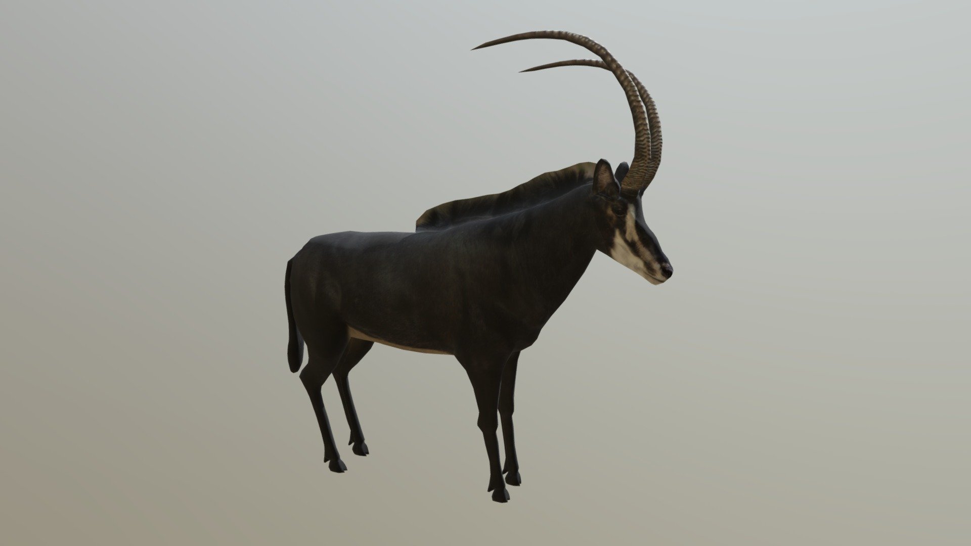 Sable Antelope - Buy Royalty Free 3D model by 3dlowpoly [ffb517d ...