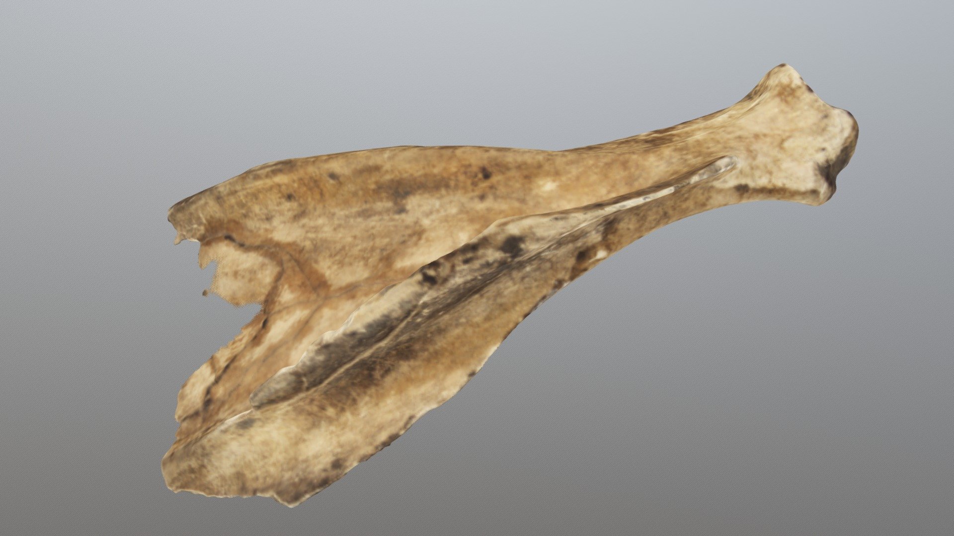 Camelops Scapula (VCU_3D_3811) - 3D model by Virtual Curation Lab ...