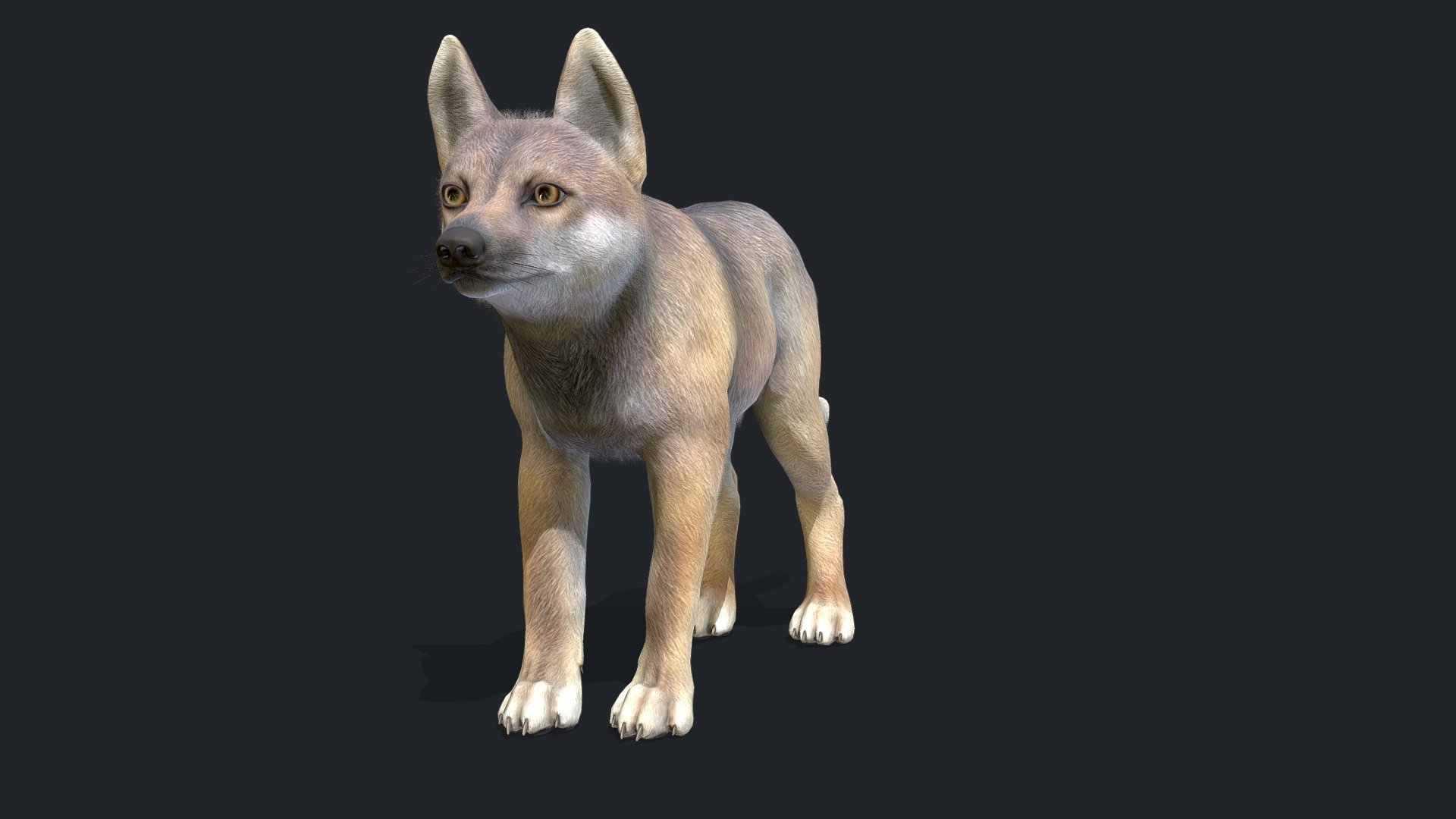 Wolf - Cub - Buy Royalty Free 3D model by RedDeer (@billl90) [ffc1334 ...