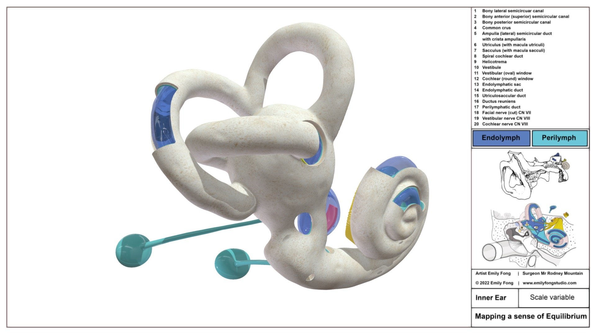 INNER EAR - 3D model by Emily Fong (@emilyfongstudio) [ffc6d7a] - Sketchfab
