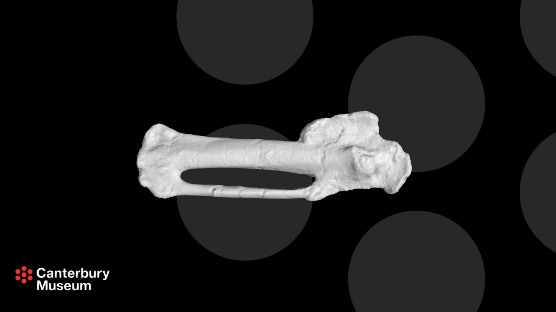 Waipara penguin (M. tuatahi) carpometacarpus - 3D model by Canterbury ...