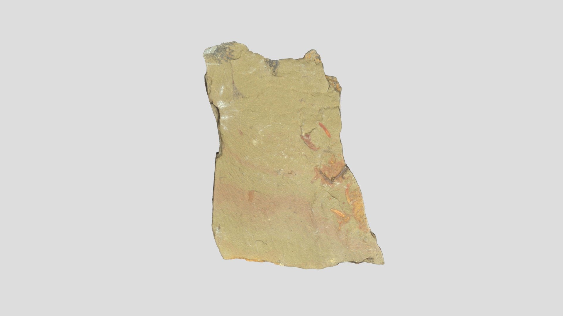 Carpoid fossil - Cothurnocystis elizae (L8B) - 3D model by Hong Kong ...