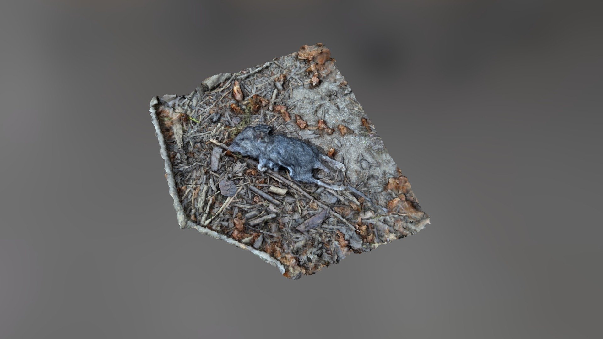 Dead Mouse resting in a quiet forest - 3D model by Matthew Fox ...