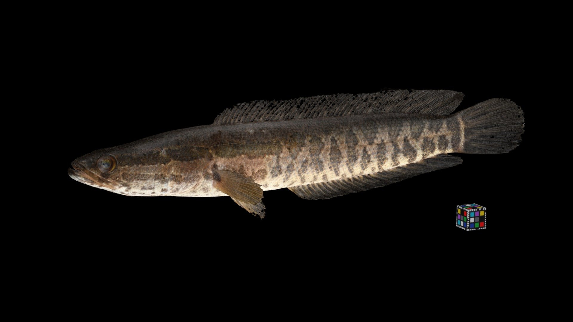 カムルチー Sneakhead, Channa argus - Download Free 3D model by ffish.asia ...