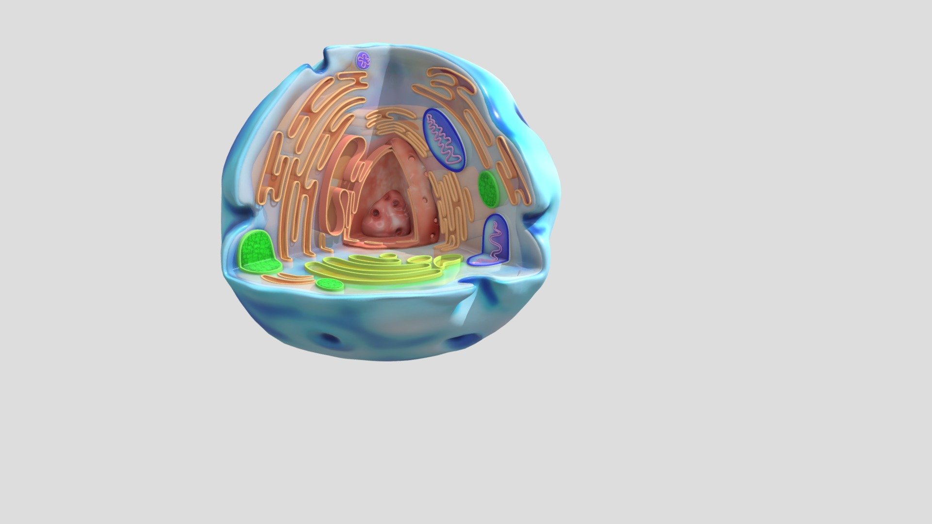 Human Cell - Download Free 3D model by jjyhan585 [fff76f2] - Sketchfab