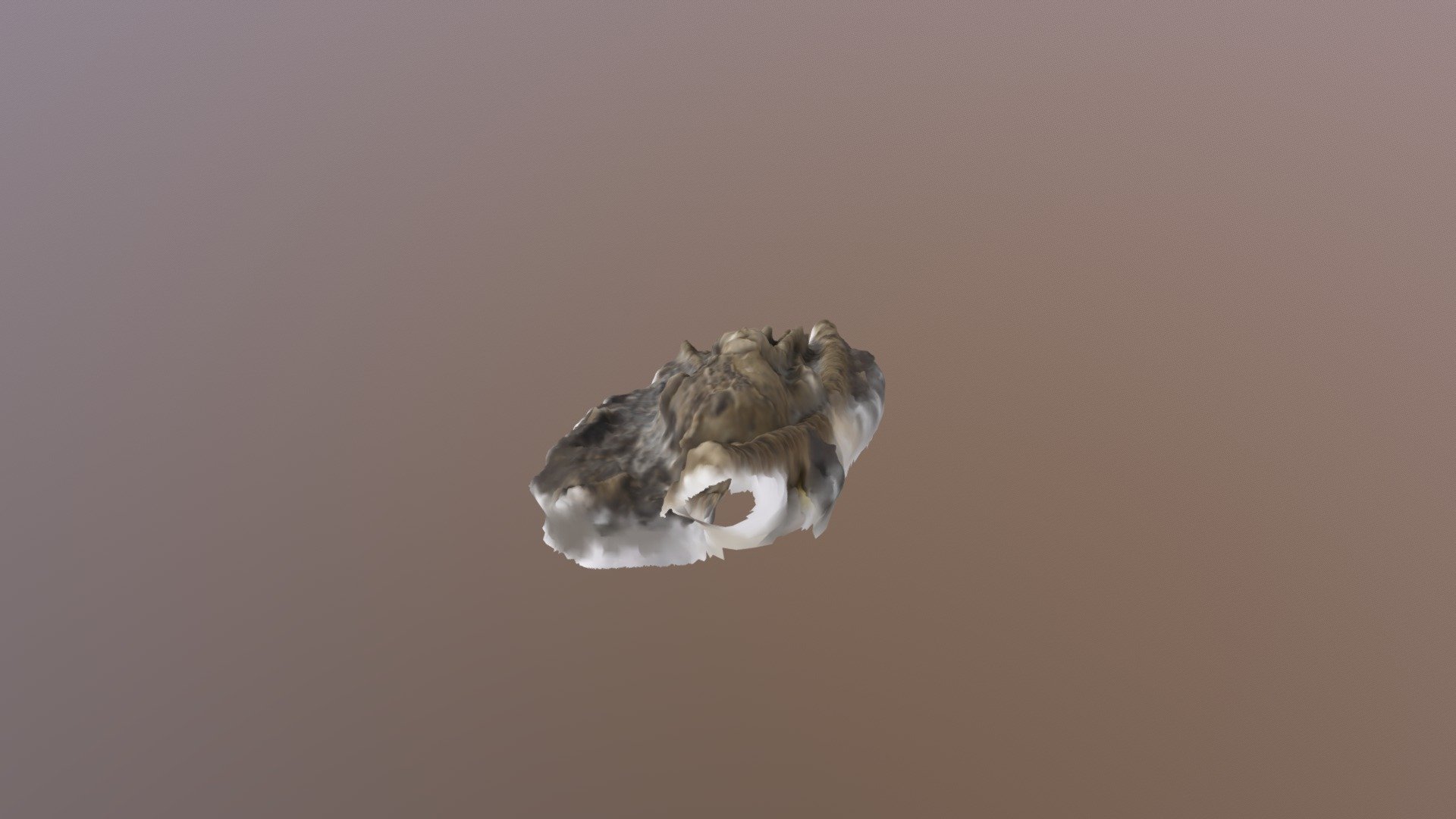 Fossil Sample 4 - 3D model by Queen's University Geodesy and Geophysics ...