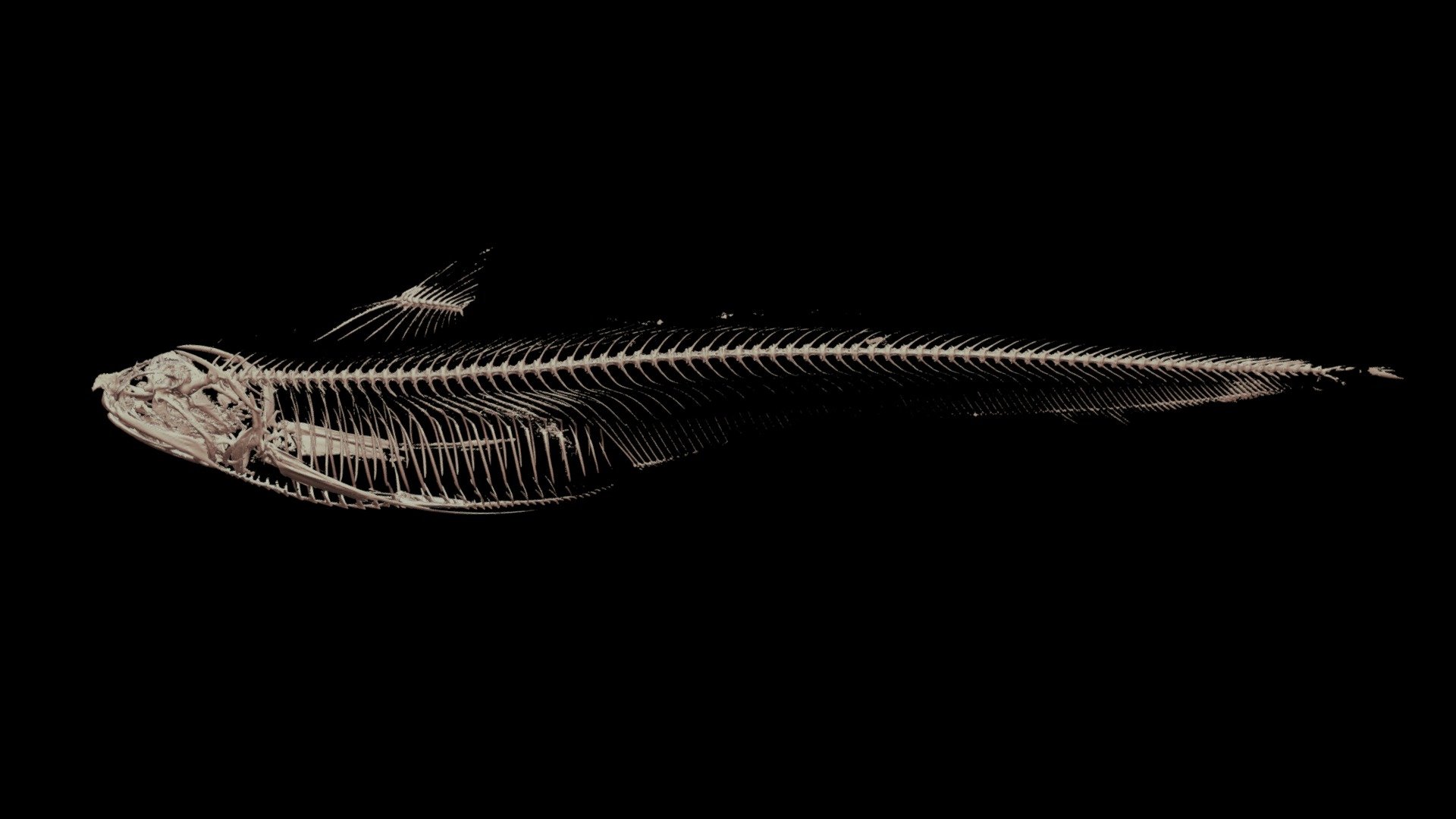 エツ 🐟 CT scan 🦴 Japanese Grenadier Anchovy - Download Free 3D model by ...