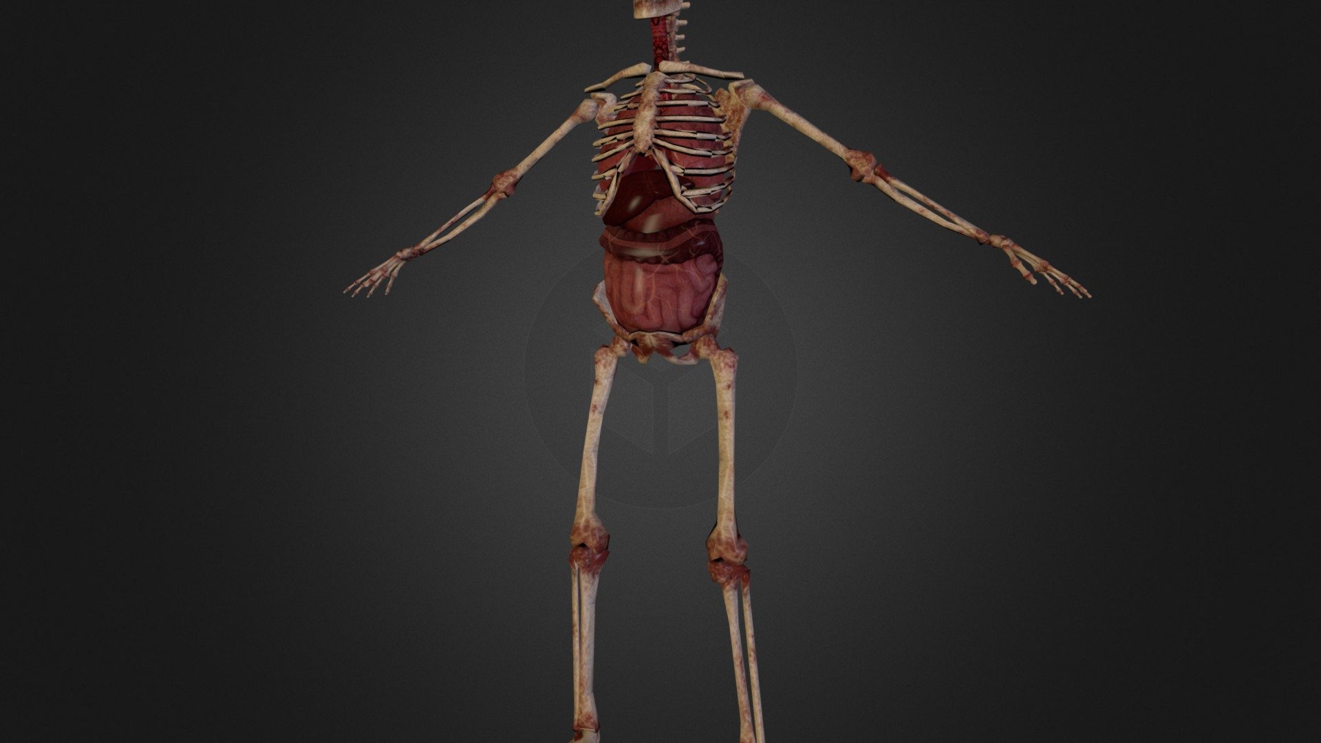 skeleton - 3D model by Tomahawk [k3NukrV] - Sketchfab