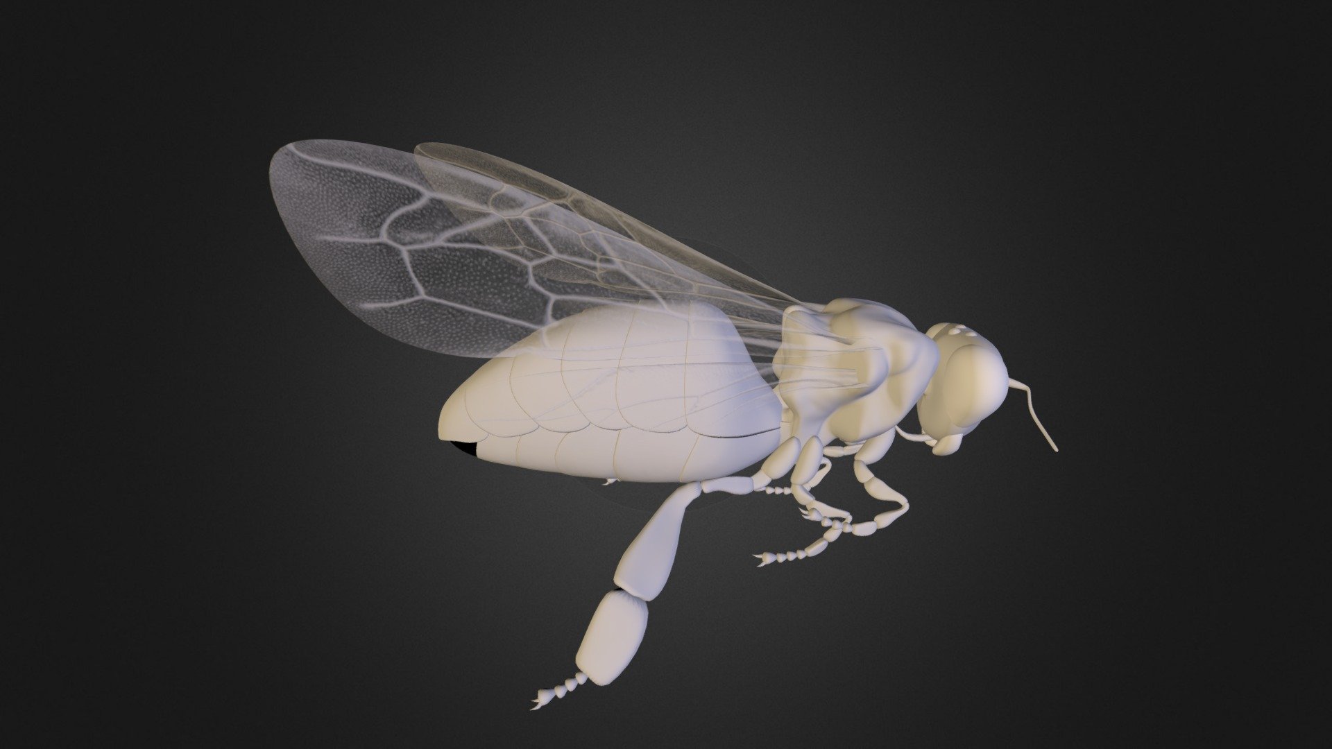honey bee - 3D model by Mieke Roth (@miekeroth) [m9lDUPS] - Sketchfab