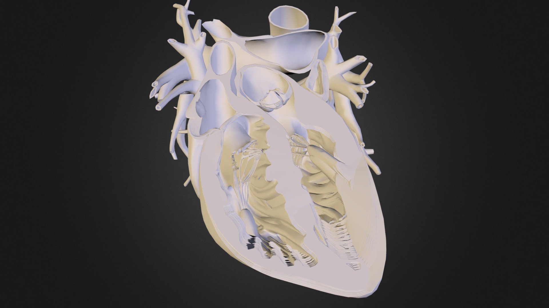 heart 00.obj - 3D model by khabouiz [nDJUnf5] - Sketchfab