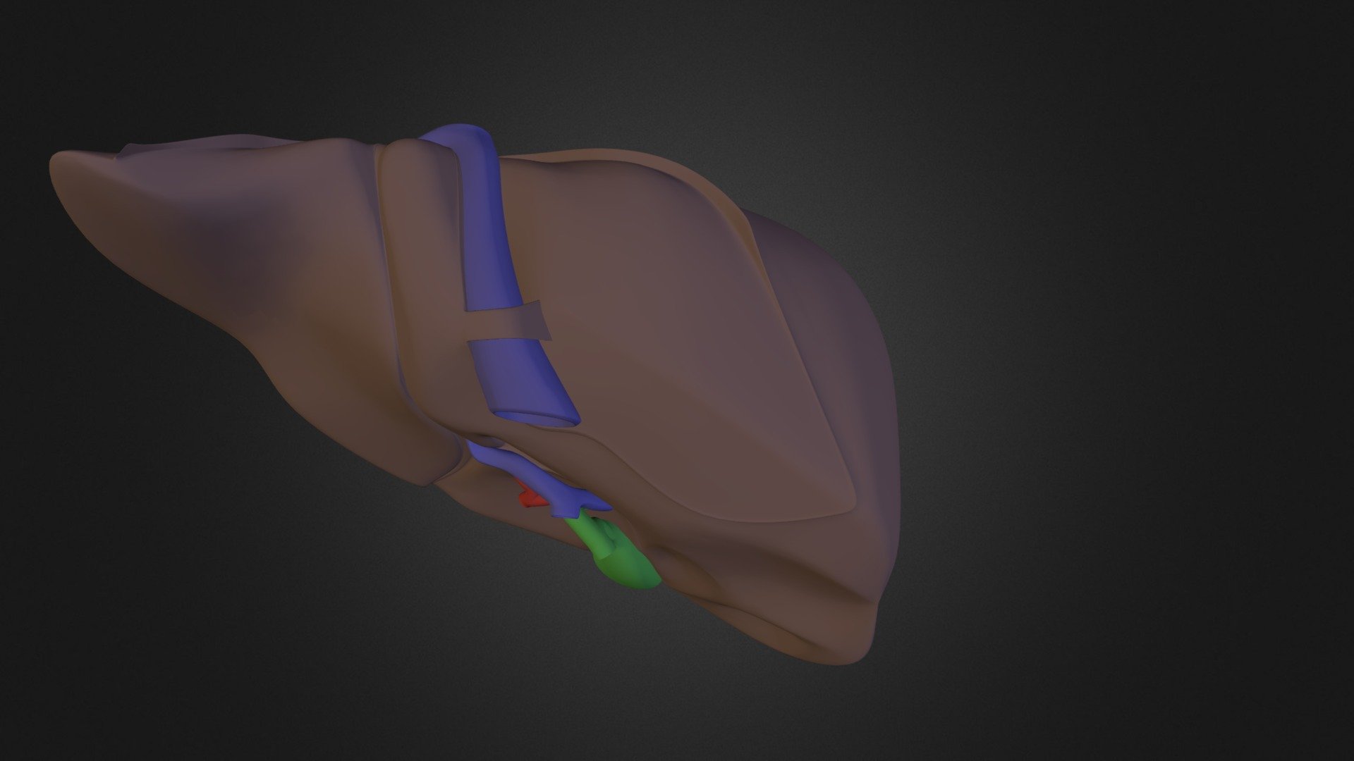 liver - 3D model by phongworks [o7qrAD5] - Sketchfab
