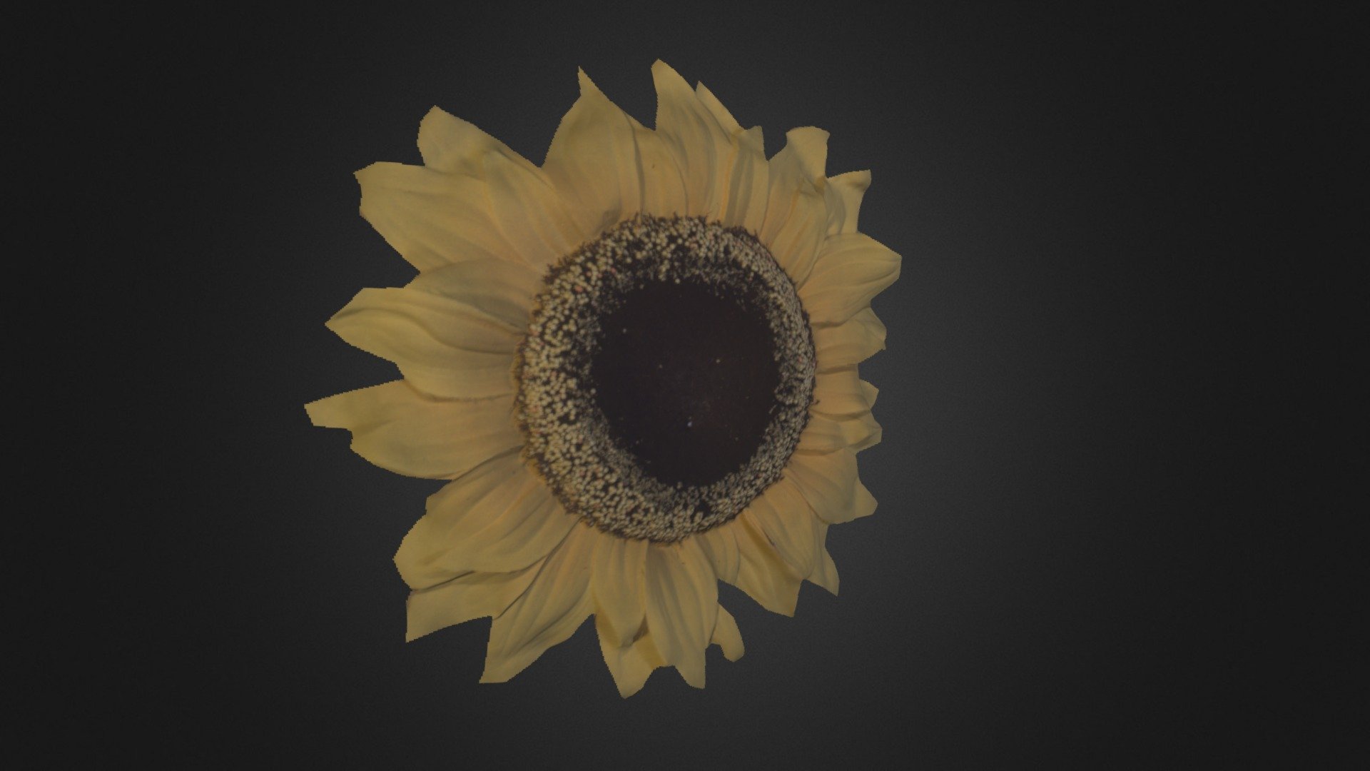 Sunflower - 3D model by Fuel3D [oHUSYP2] - Sketchfab