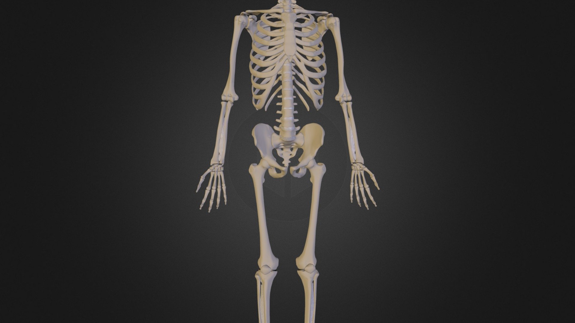 Scheletro.blend - 3D model by 55110884 [ofSKTXz] - Sketchfab