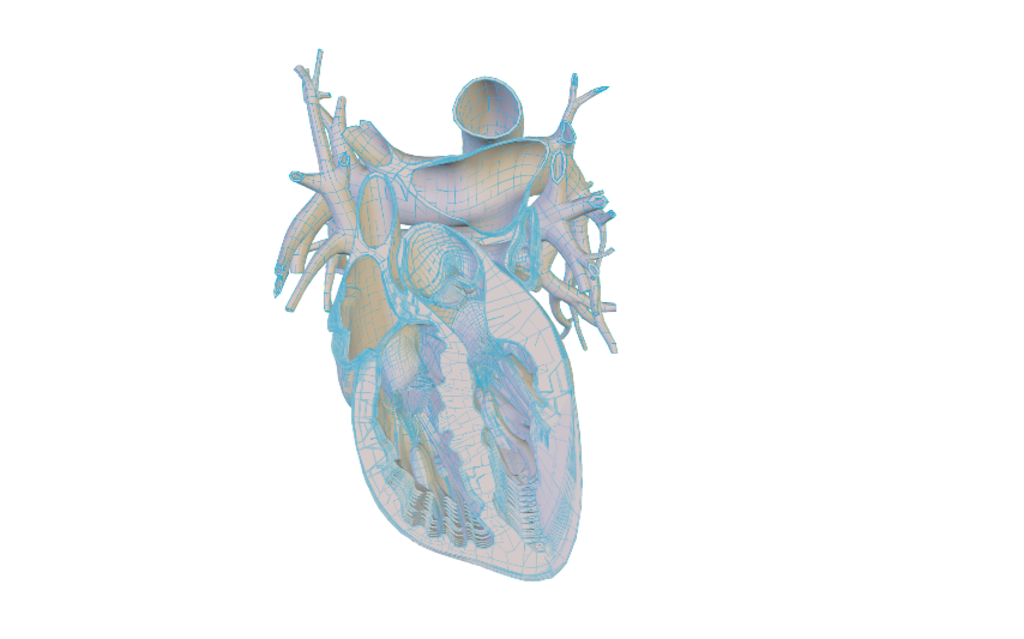 heart 00.obj - 3D model by khabouiz [qS8eyjg] - Sketchfab
