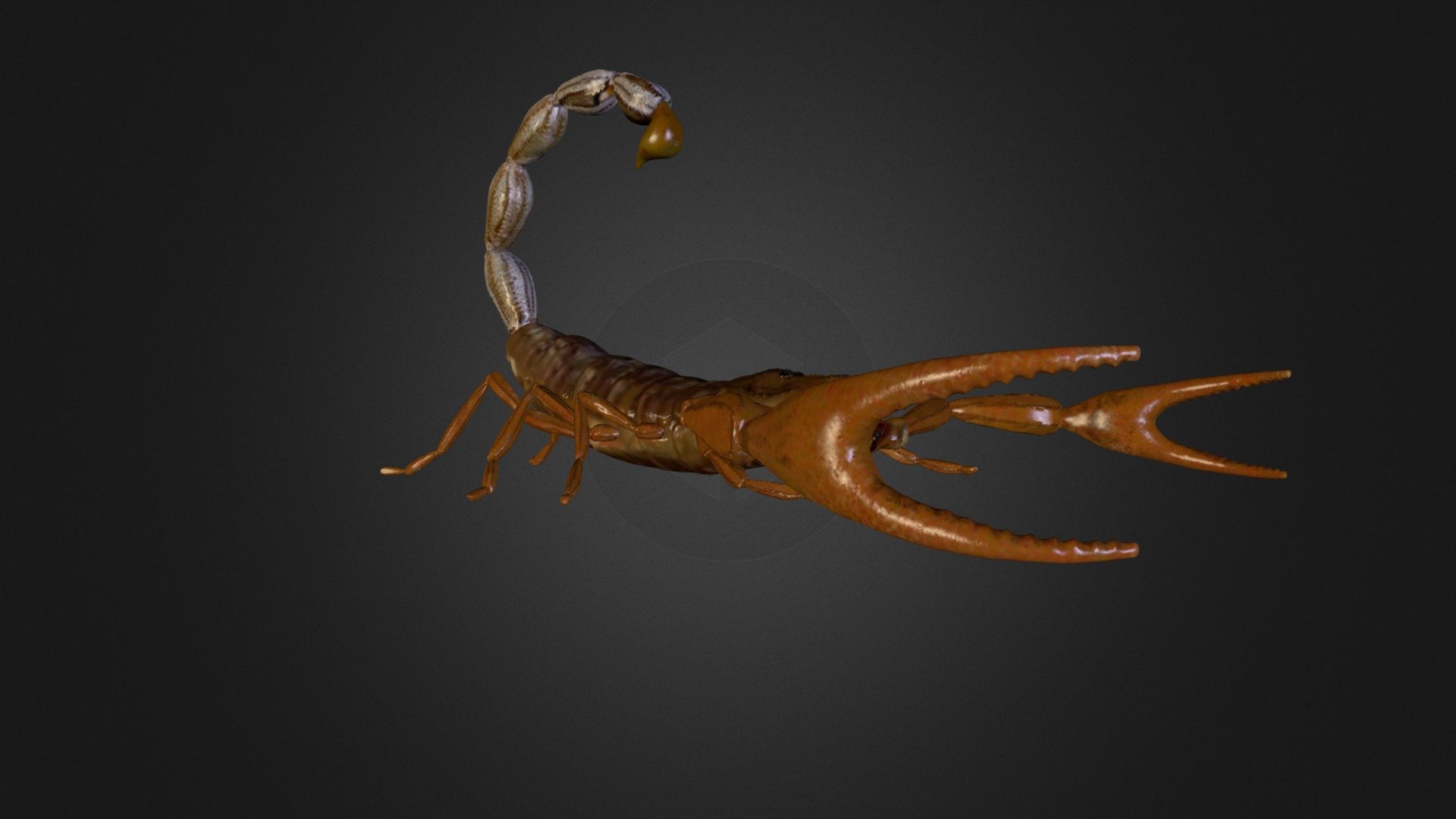 Scorpion - 3D model by frank.downs [tVrhP6k] - Sketchfab