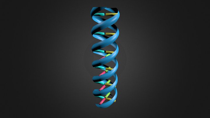 Genes 3D models - Sketchfab